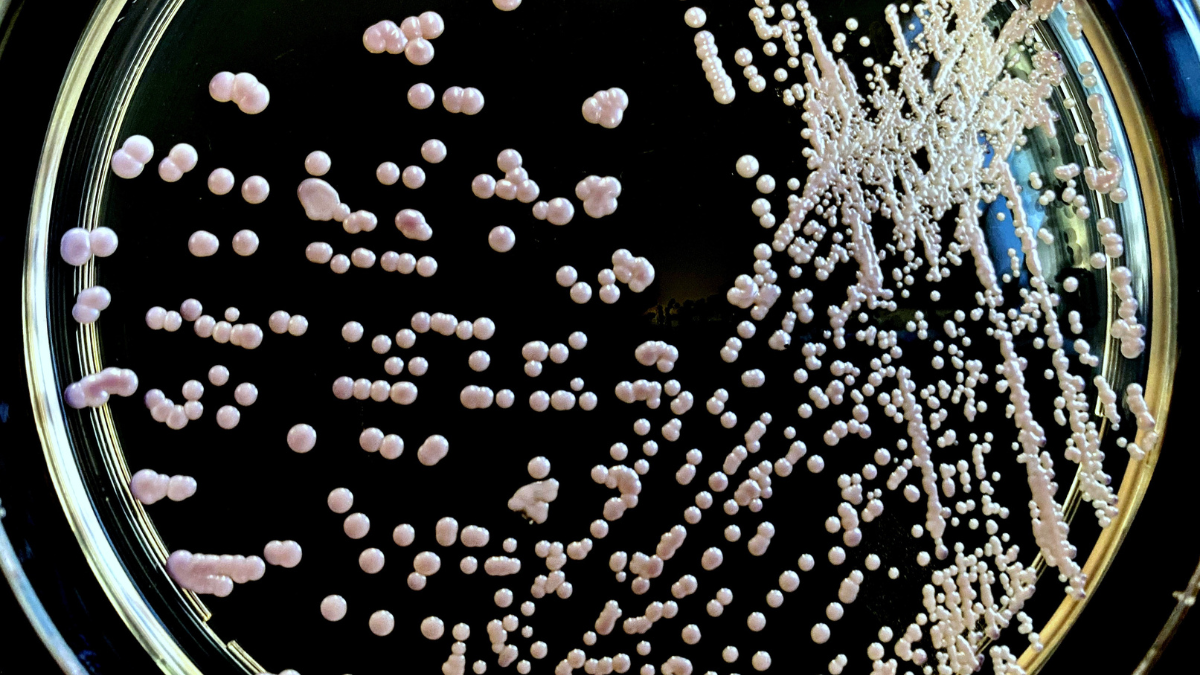 L’utilisation des micro-organismes dans la production de médicaments ...